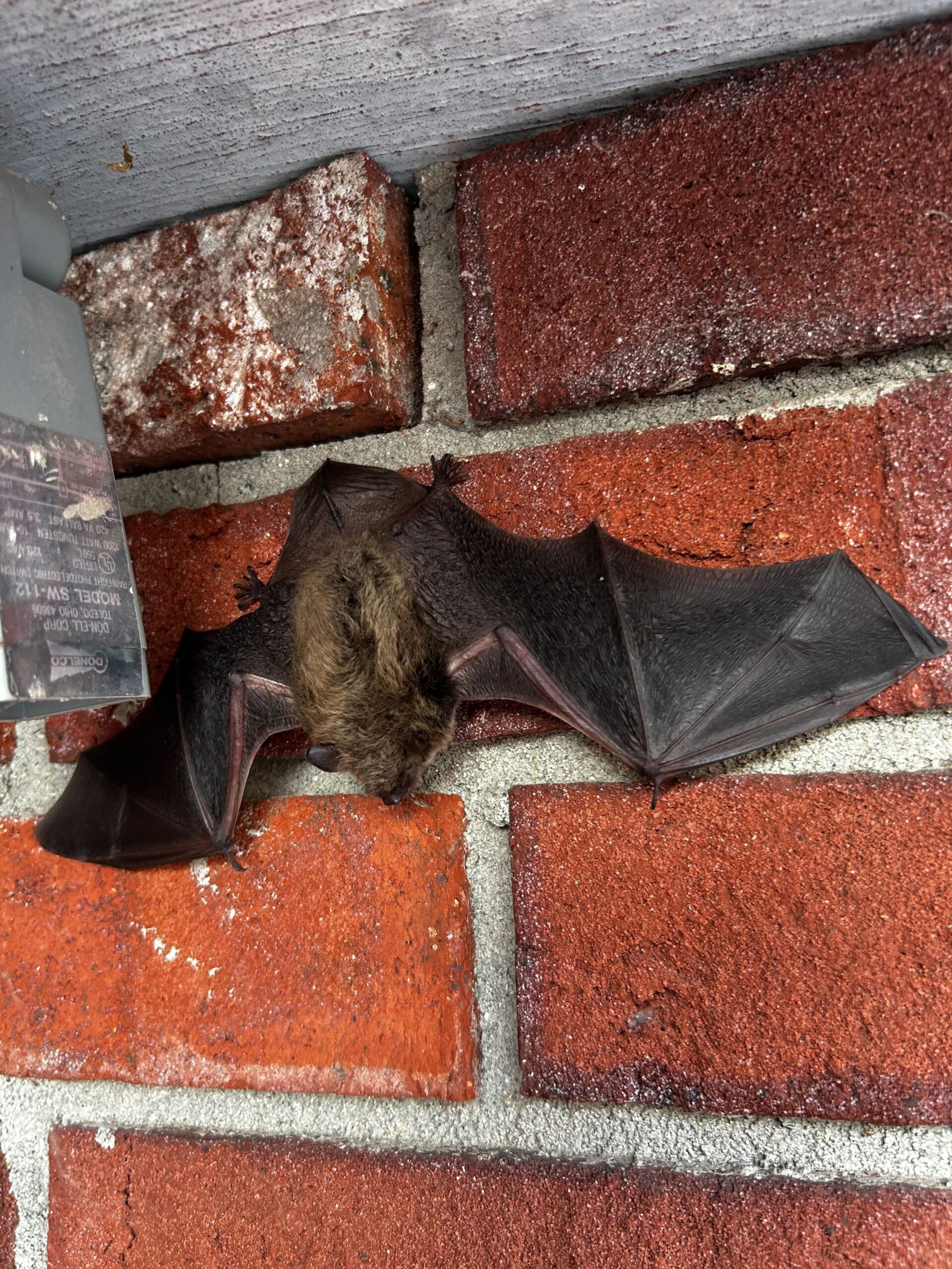 Wildlife Control in Kent County, MI - Kent County Wildlife Control